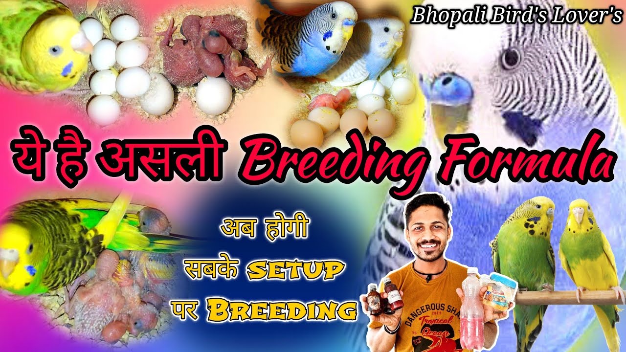 Budgie's Breeding Formula // breeding जरूर होगी देखें ये विडीओ # ...