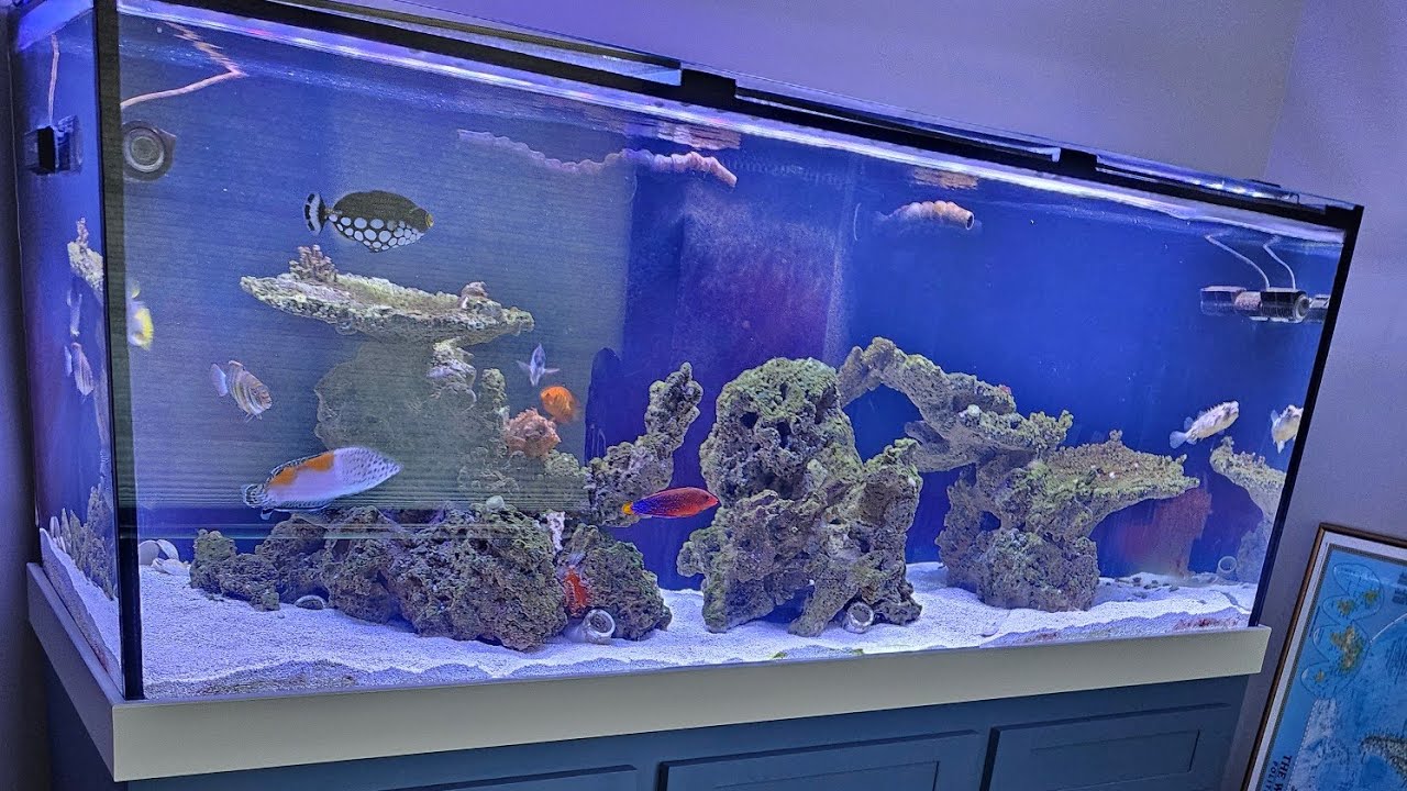200g Predator Tank w/Venomous & Poisenous Fish - YouTube