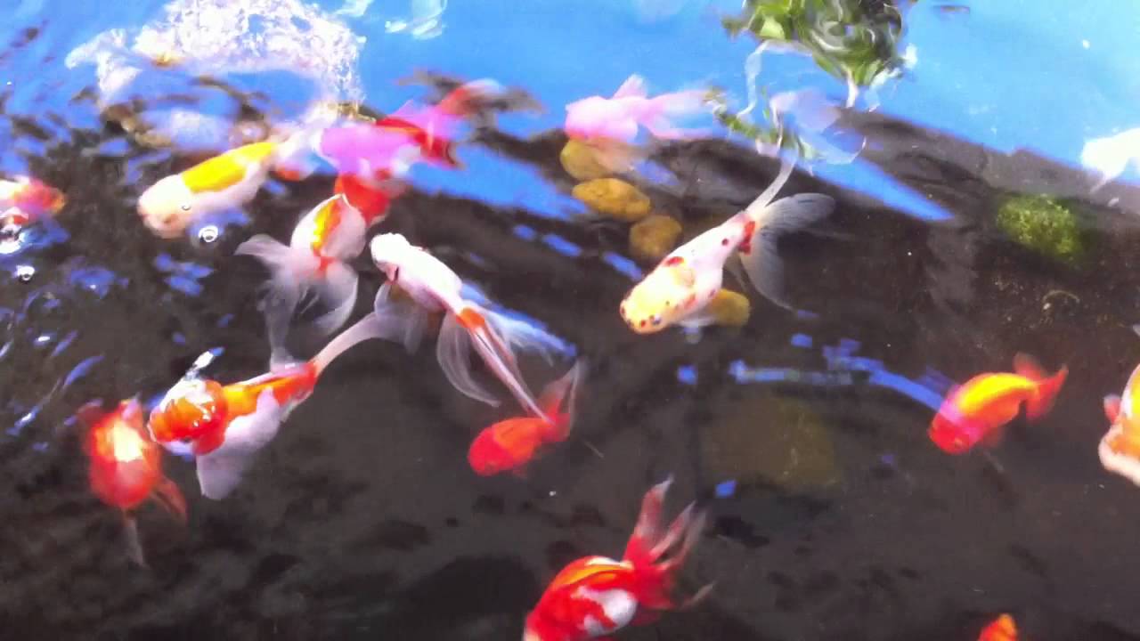 Fancy Goldfish Pond, Clip 19 - YouTube