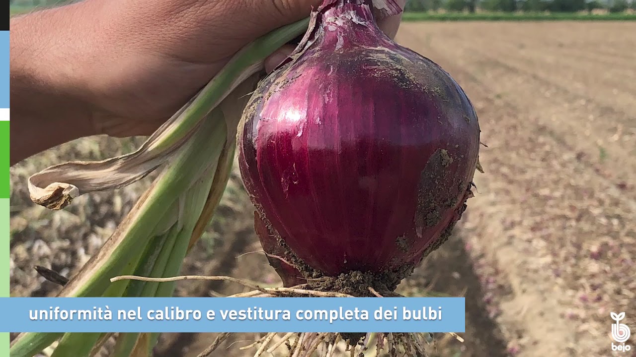 BEJO ITALIA | Red Spring F1 - Castelnuovo Scrivia (AL) - YouTube