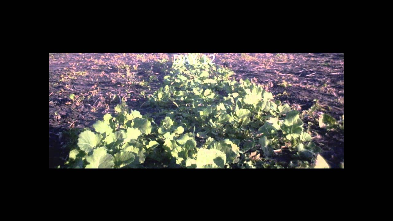 Aim + Bromoxynil + Glyphosate on RR Canola - YouTube