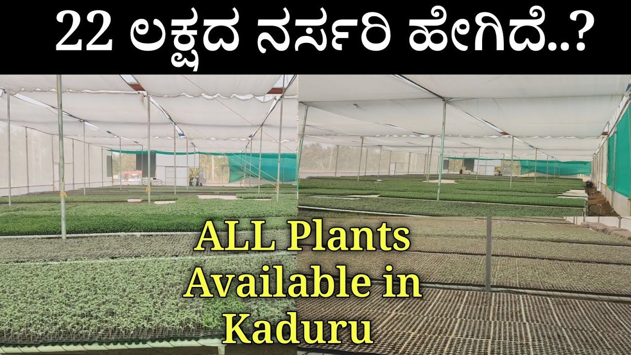 Narsari Kaduru: All plants available in Narsari Tamota plants, flower ...