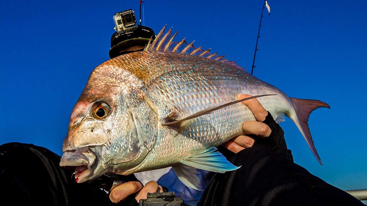 Moreton Bay Snapper - YouTube