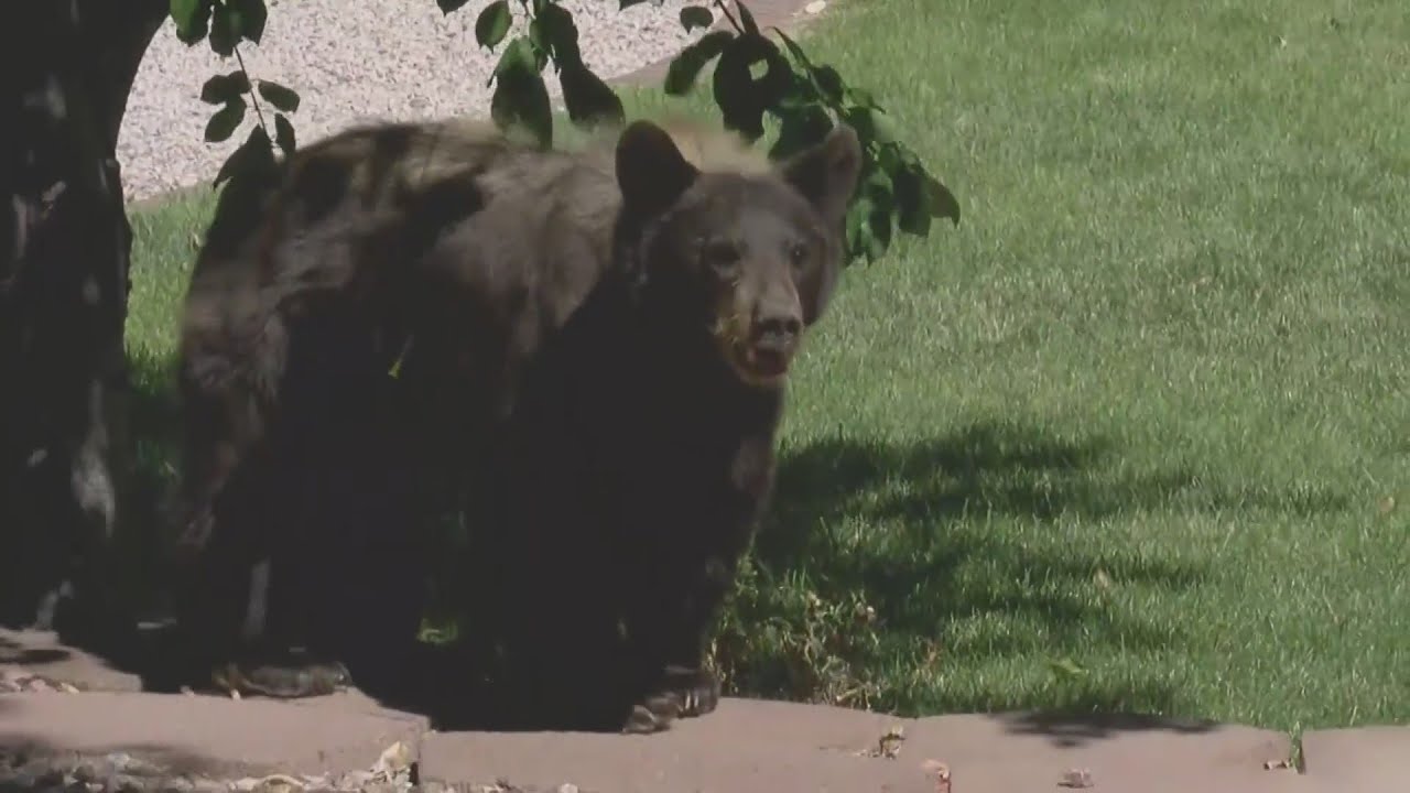 Animal advocates suggest relocating bears can be a dangerous mov - YouTube