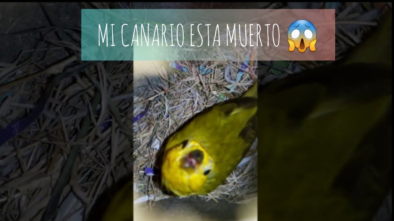 Pensé...? mi canario esta muerto 🙁 le dio un infarto... - YouTube