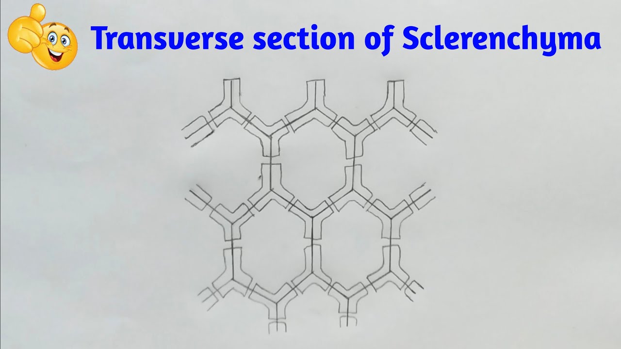 How to draw transverse section of sclerenchyma step by step for ...