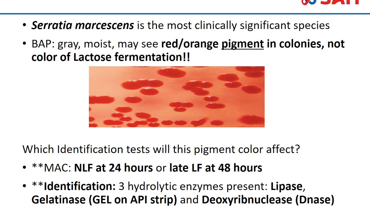 Microbiology - Lactose Fermenters (Part 2) - YouTube