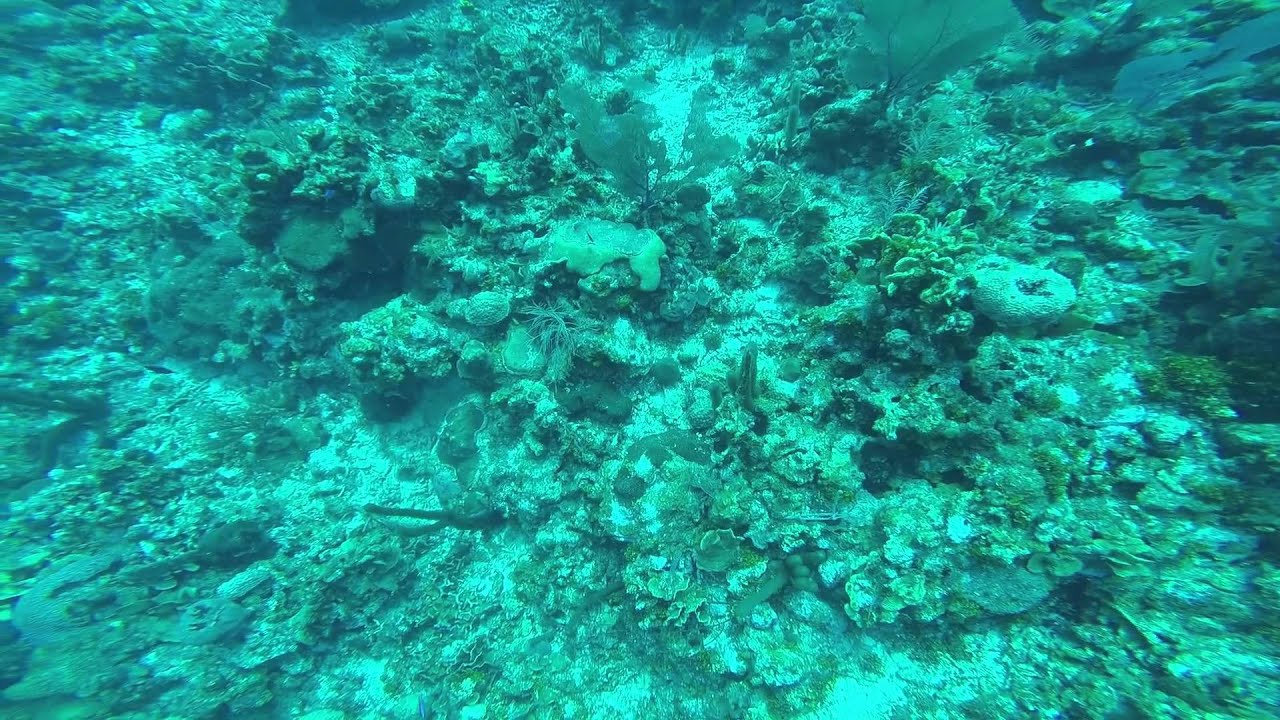 Extended Dive Video - Coral Reef on North Wall of Grand Cayman - YouTube