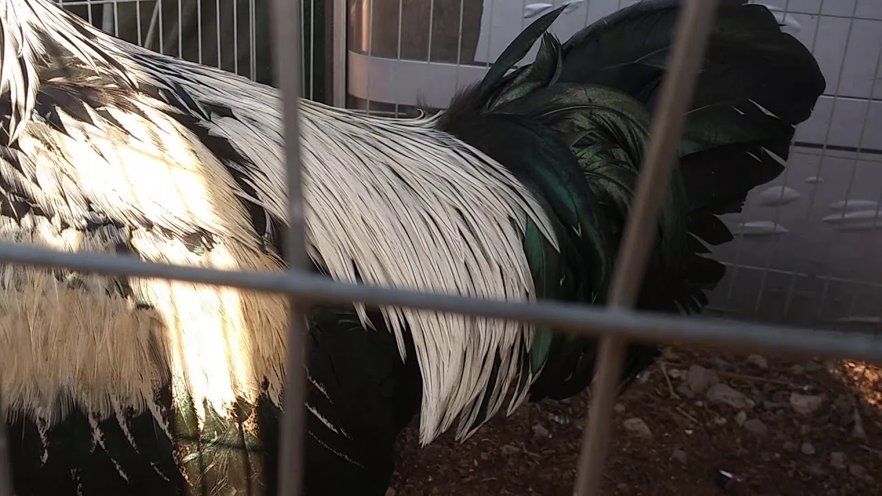 Brazilian cross - YouTube