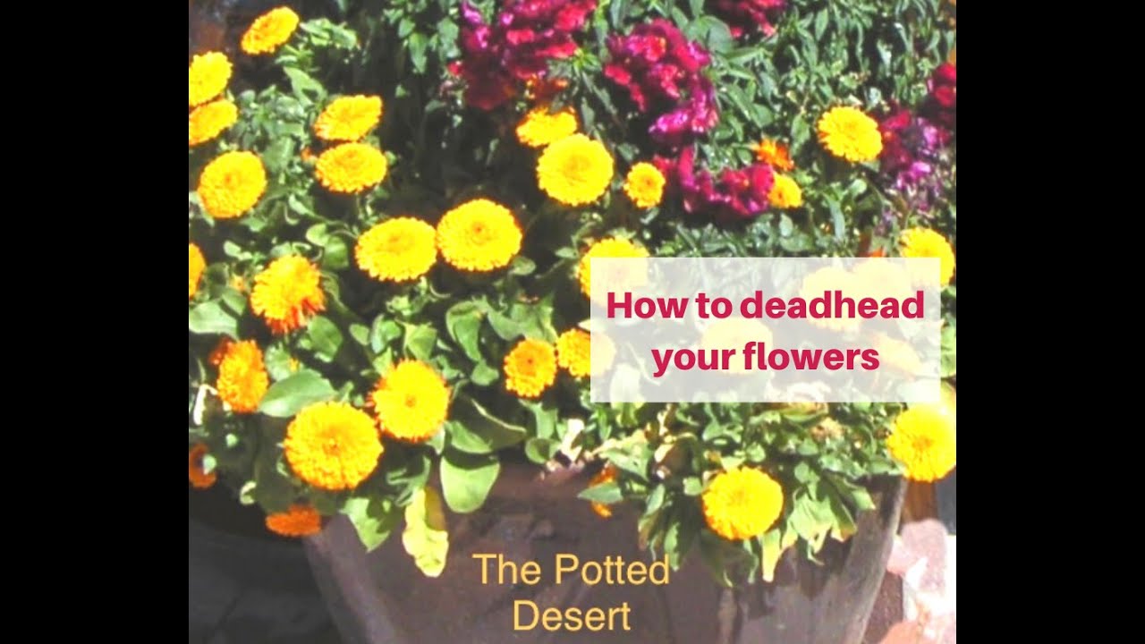 Deadhead Daisy Bush by the Potted Desert - YouTube