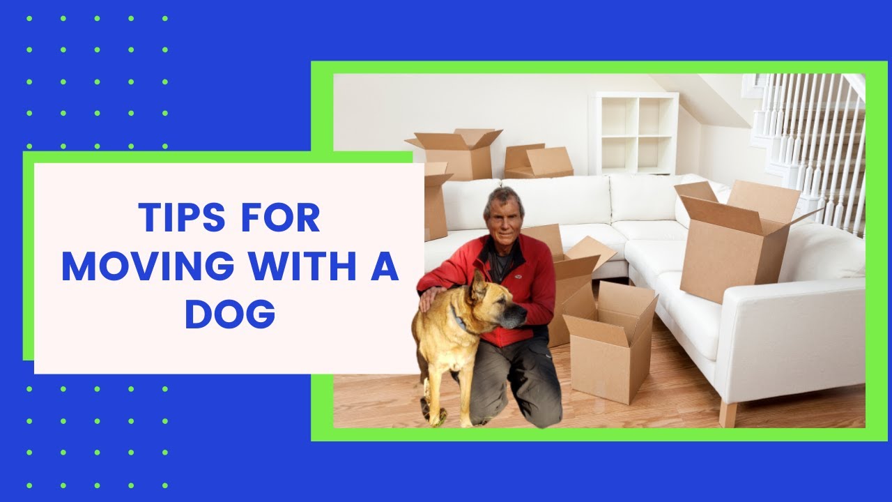 Tips for Moving with a Dog - YouTube