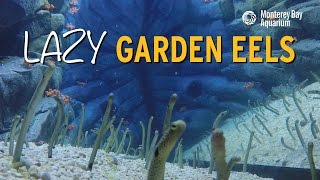 12 Minutes of Garden Eels Feeding!