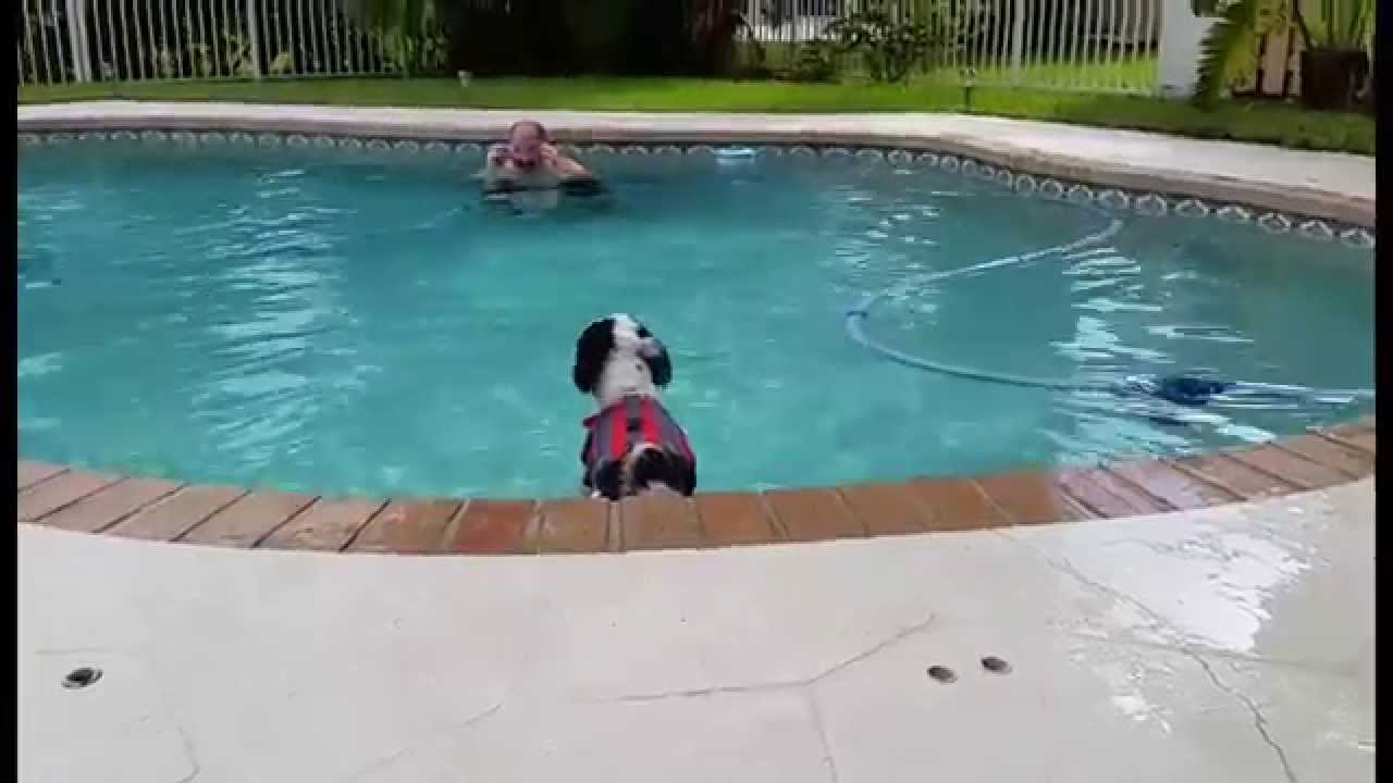Teddy's Swim in the Pool - YouTube
