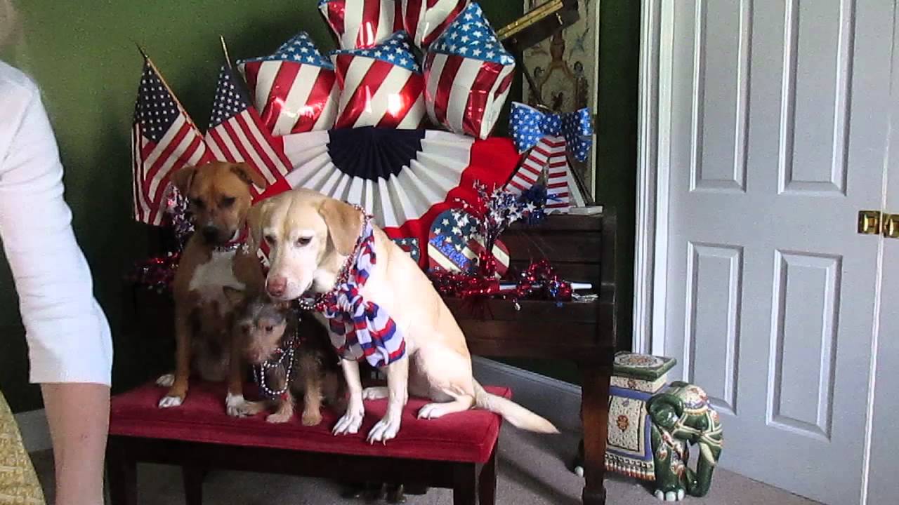 Xena the Warrior puppy - YouTube