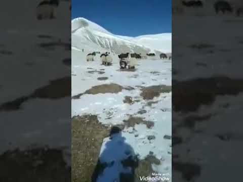 Yollarıma engel engel olurmu bilmem