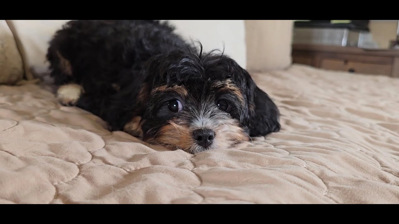 Cavapoo Puppy "Renee" - YouTube