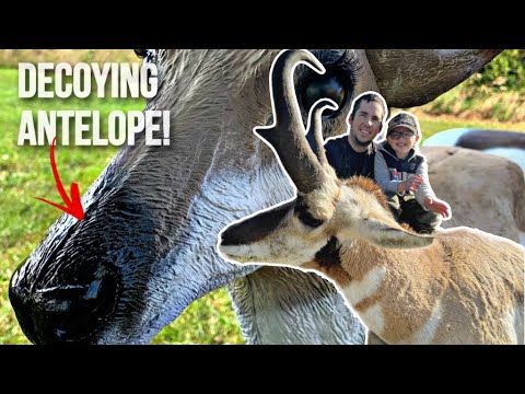 BOWHUNTING ANTELOPE USING PAINTED DEER DECOYS! AMAZING RESULTS! - YouTube