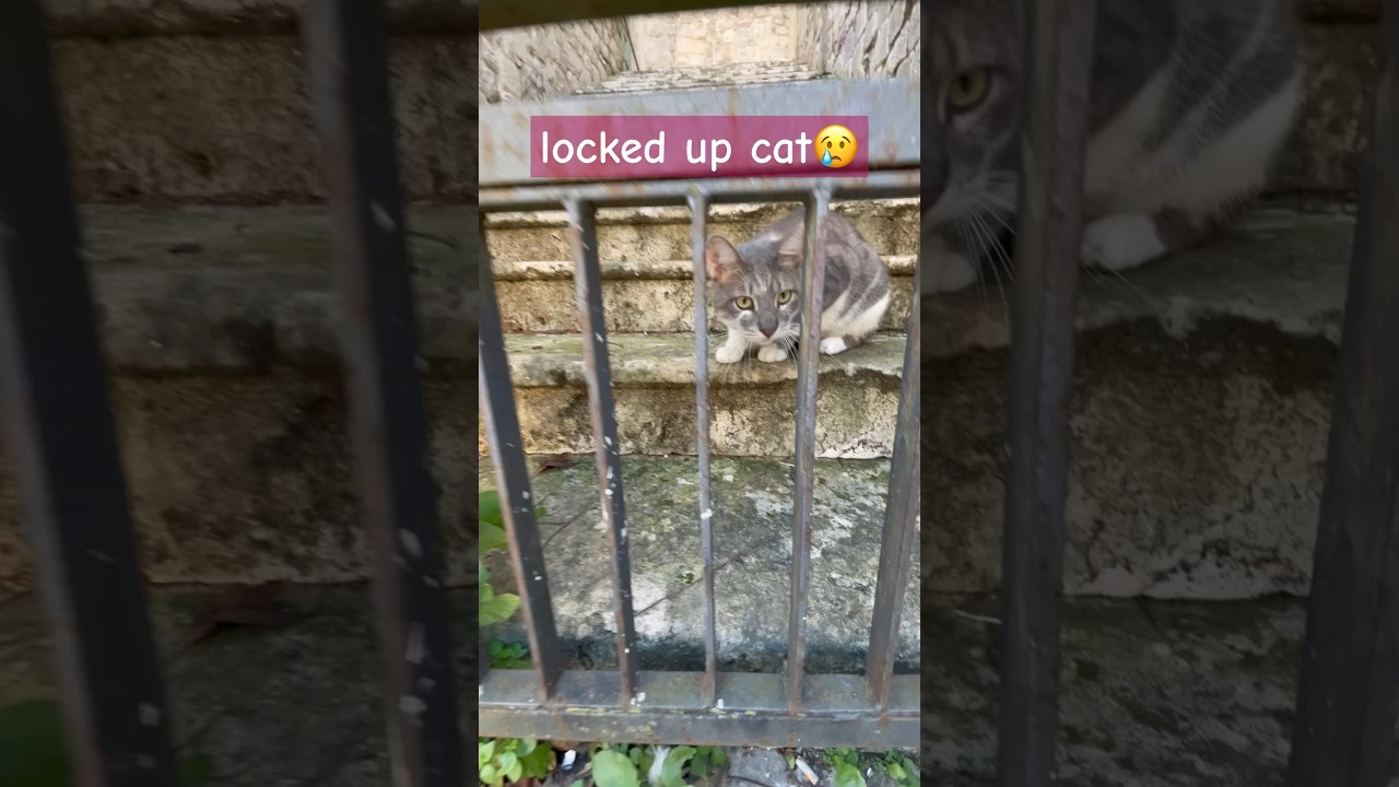 crying cat locked up, I hope he can get out #cat #shortvideo #cats ...