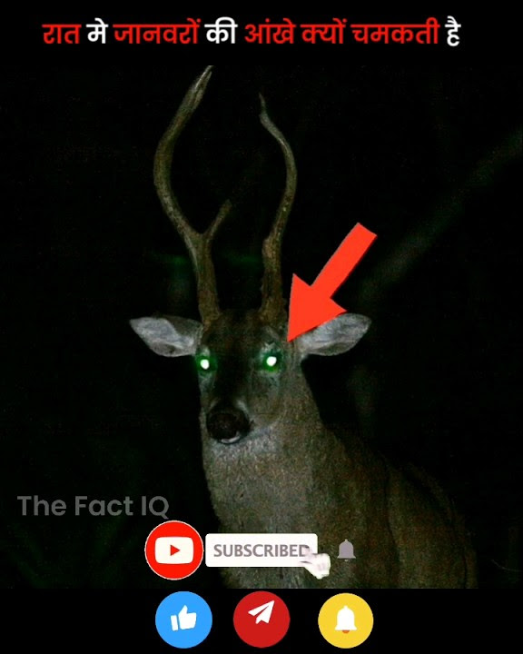 why-do-animals-eyes-glow-at-night-shorts-fact-animals-youtube