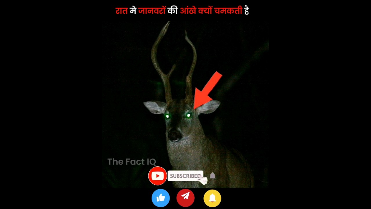WHY Do ANIMALS EYES GLOW At NIGHT shorts fact animals YouTube WHY Do ANIMALS EYES GLOW At NIGHT shorts fact animals YouTube