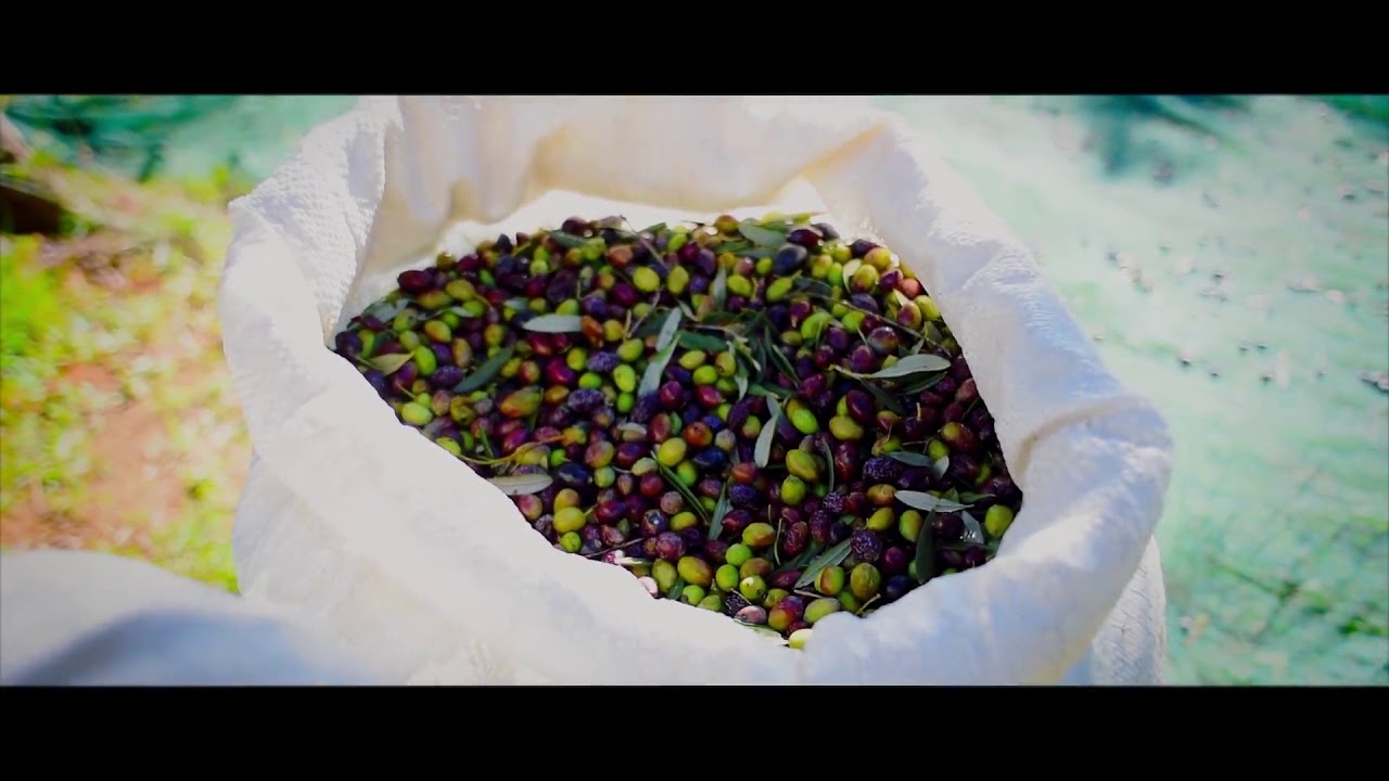 Parnon Estates Olive Oil - YouTube