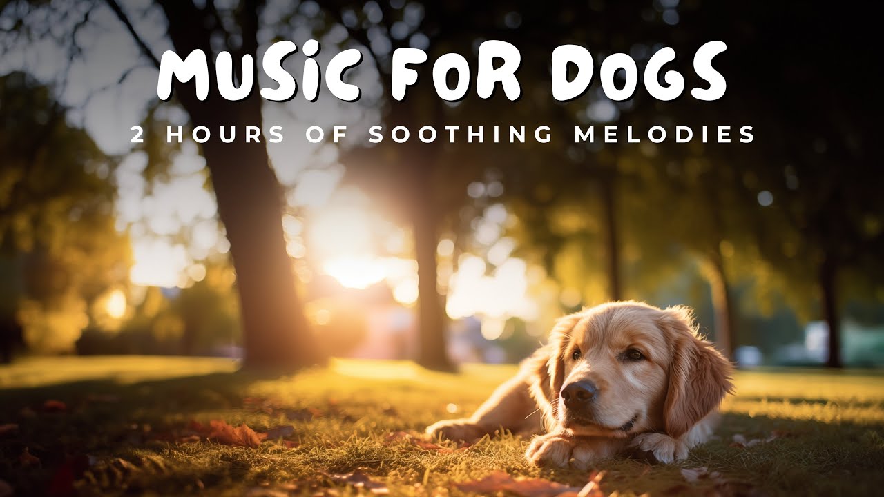 🎶 2 Hours of Soothing Music for Dogs | 🐾 Gentle Relaxation for Anxious ...