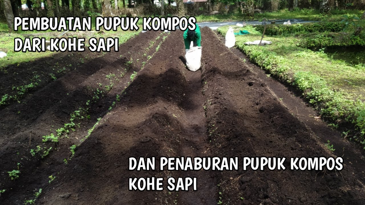 CARA MEMBUAT PUPUK KOMPOS DARI KOHE SAPI DAN PENABURAN PUPUK KOMPOS DI ...