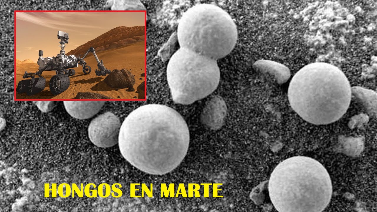¿Hongos en Marte? - YouTube