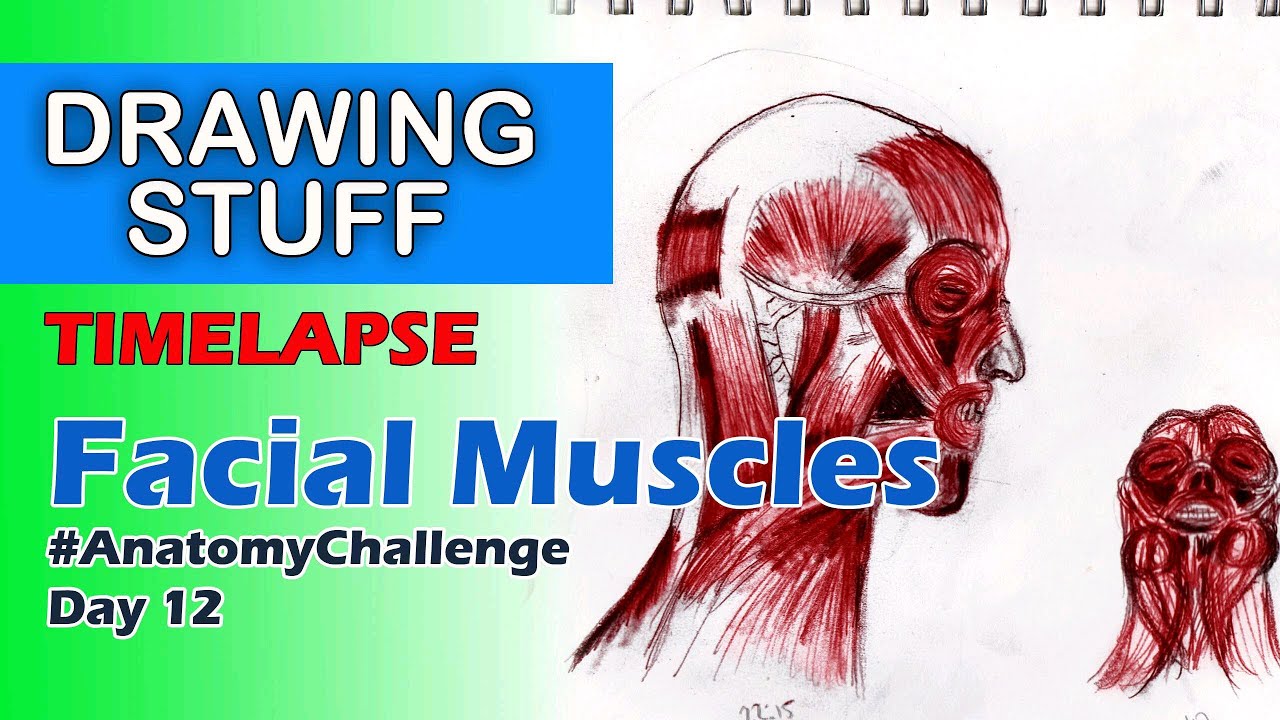 Draw Human Head2 with Muscles | How to Tutorial For Beginners | # ...