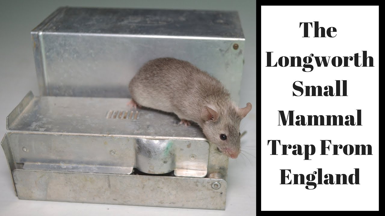 The Longworth Small Mammal Trap From England. Mousetrap Monday - YouTube
