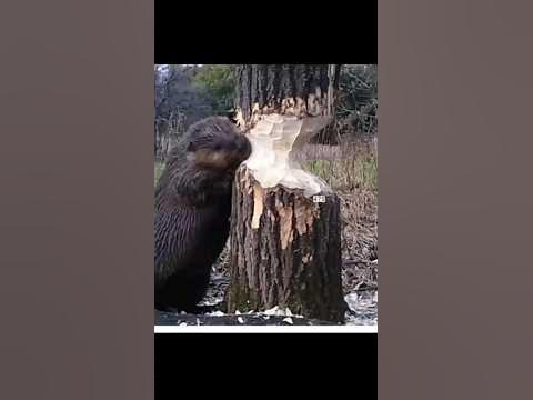 Бобер - YouTube
