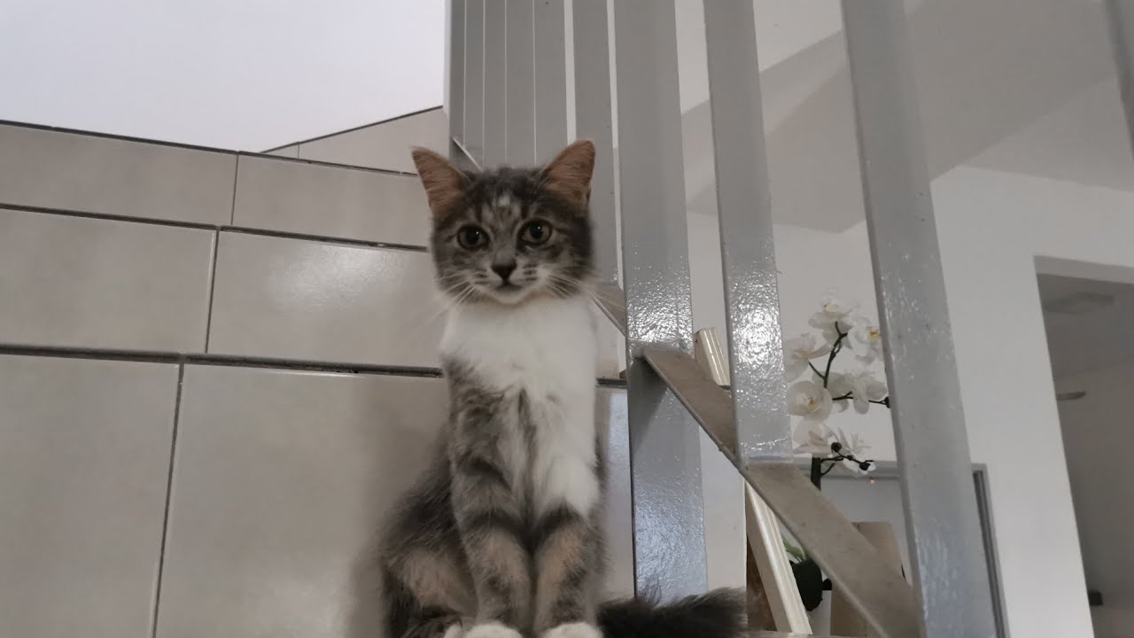 Kucing Redza Baru Lepas Mandi - YouTube