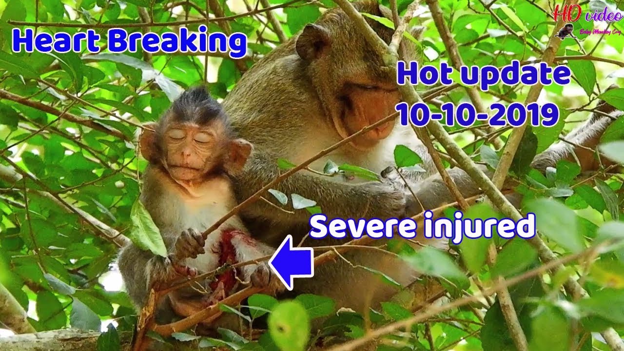 Hot update& Million pity poor baby Lizza got attack by big monkey ...