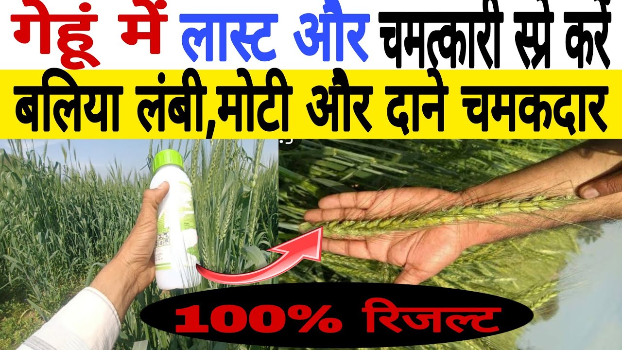 गेहूं में आखिरी चमत्कारी स्प्रे 🌾 बालियां लंबी मोटी होगी | Gehu ki Bali ...