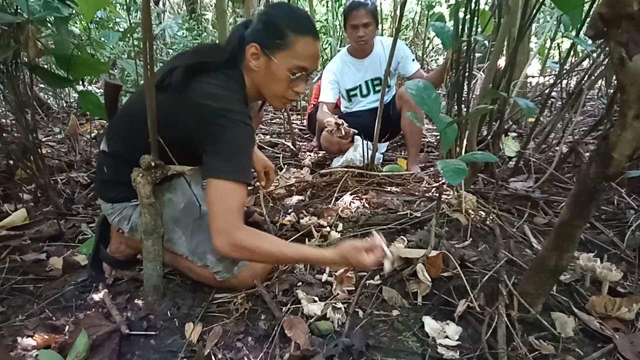 malalaking kabuting mamarang sa gubatan part 15 🍄🍄 - YouTube