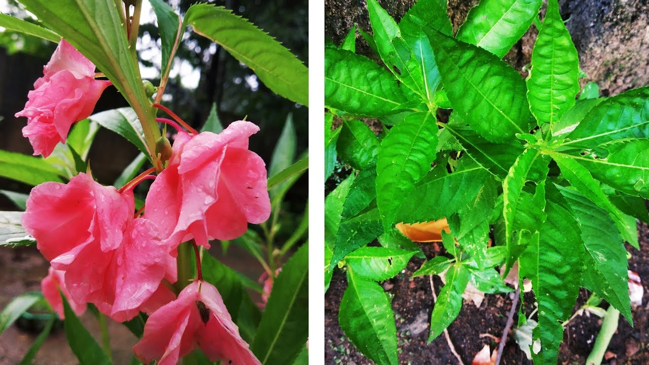 How to germinate balsam seeds | propagation of balsam plants - YouTube