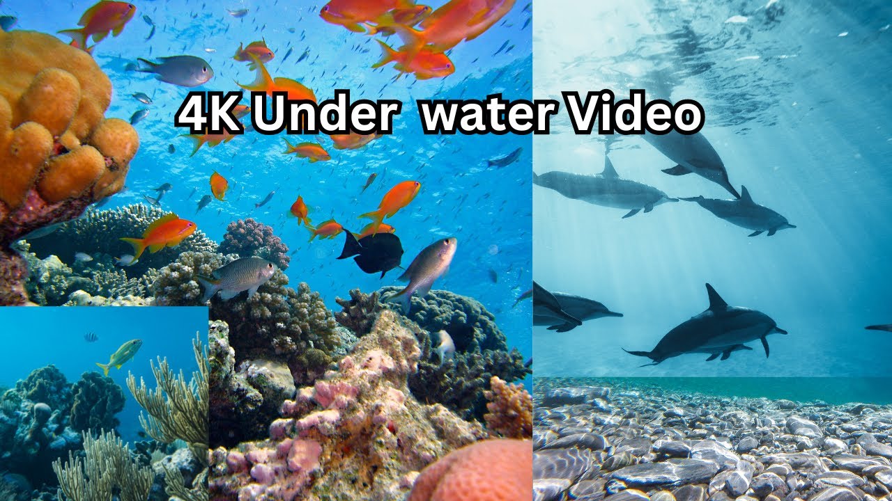 4K Underwater footage + Music-Nature Relaxation Colorful Sea Life Video ...