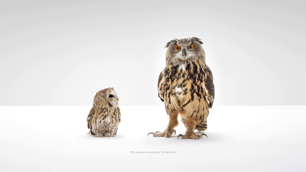 WGU Owl Commercial "Wisdom" - YouTube