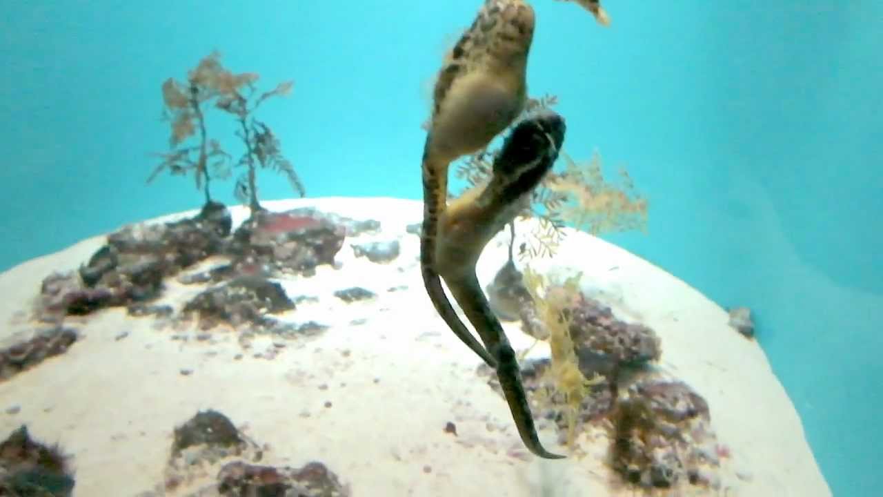 Strange fish.Big belly seahorse.ビッグベリーシーホース。 - YouTube