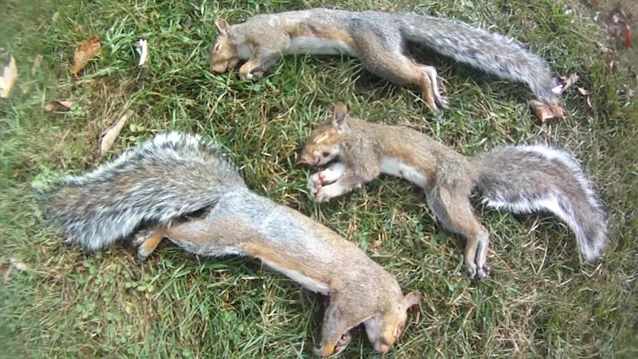 Small Game Hunting #34: 3 Gray Squirrels by 20 Ga. Shotgun - YouTube