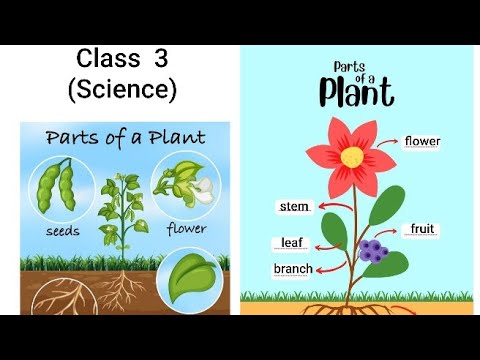 Parts of plants #partsofplant #partsofplants #class3 #grade3 #science # ...