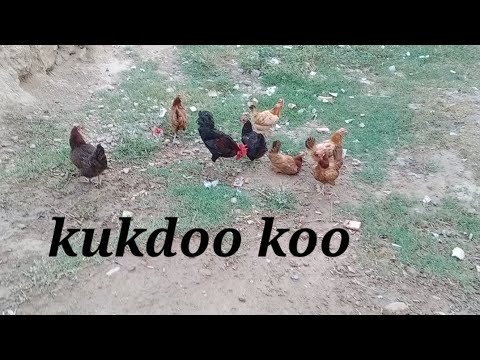Rooster Crowing Compilation Plus - Rooster crowing sounds Effect
