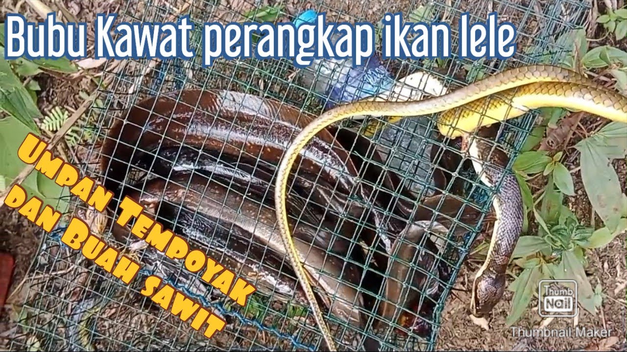 pasang Bubu kawat jebakan ikan umpan tempoyak dan buah sawit - YouTube