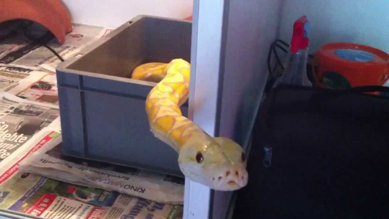 Python reticulatus broghammerus (sunfire-purple-albino) - YouTube