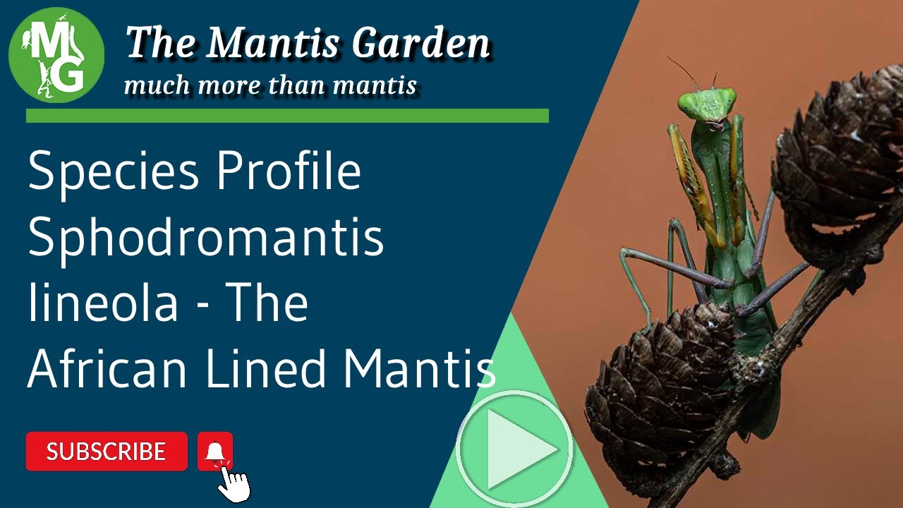 Species Profile African Lined Mantis #insects #prayingmantis - YouTube