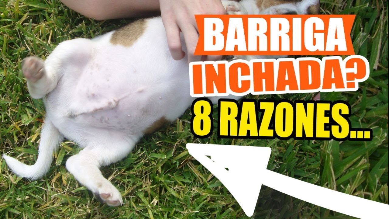 ¿POR QUÉ mi PERRO tiene el ESTÓMAGO HINCHADO? 🐶8 Razones - YouTube