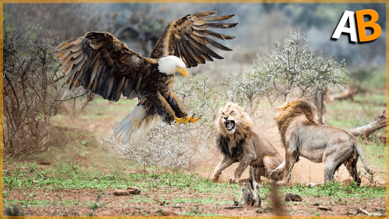 Crazy Eagle Moments Caught On Camera - Eagles Dominating Their Prays ...