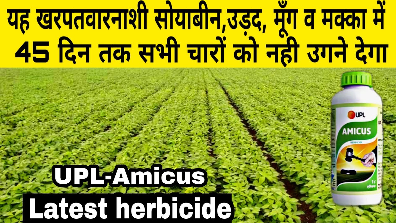 सोयाबीन उड़द मूँग और मक्का में 45 दिन तक कोई भी चारा नही उगेगा ...