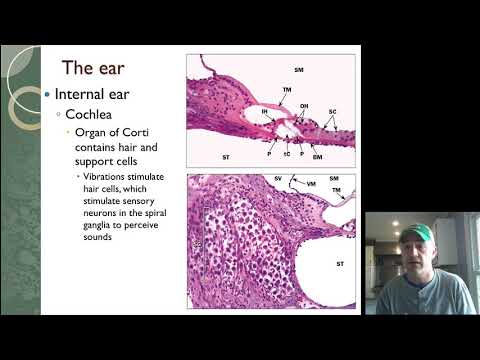 Ear Histology - YouTube