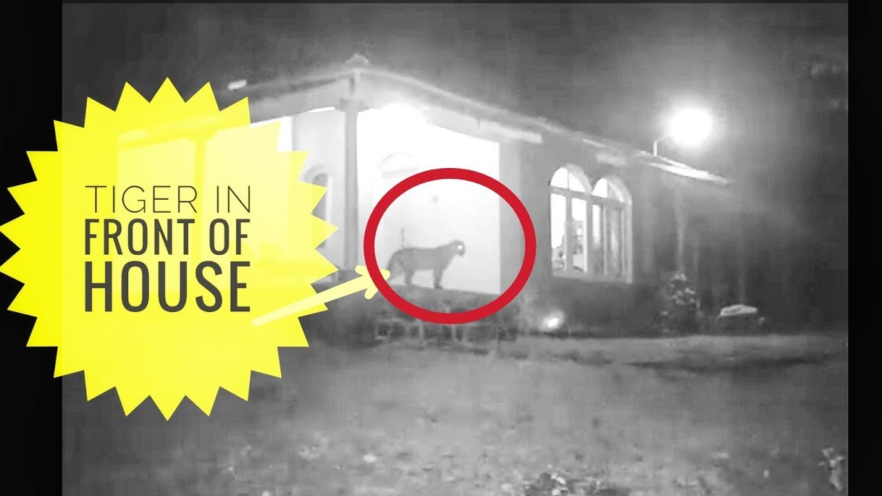 Tiger caught on cctv camera in front of home - YouTube